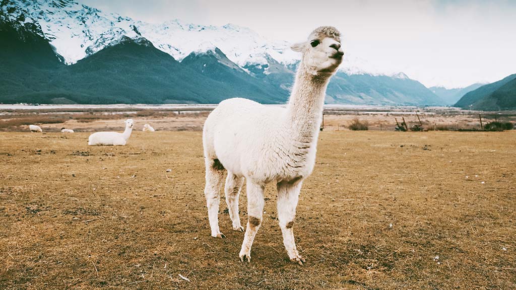 Baby Alpaca Wool: Properties, Origin and Care – HAE